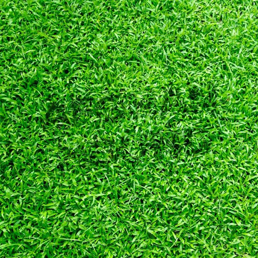 Are You Able to Spot the Hidden Dog Breeds in This Visual Game?