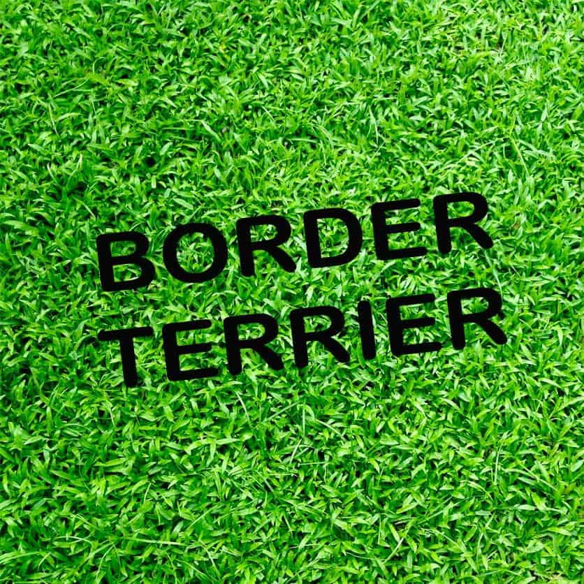 Are You Able to Spot the Hidden Dog Breeds in This Visual Game?